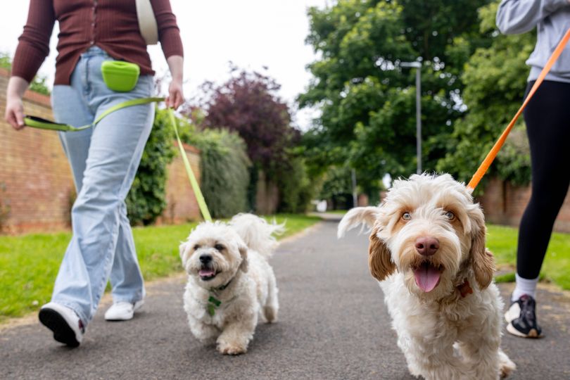 Bank holiday heatwave warning to dog owners as UK may be hotter than ...