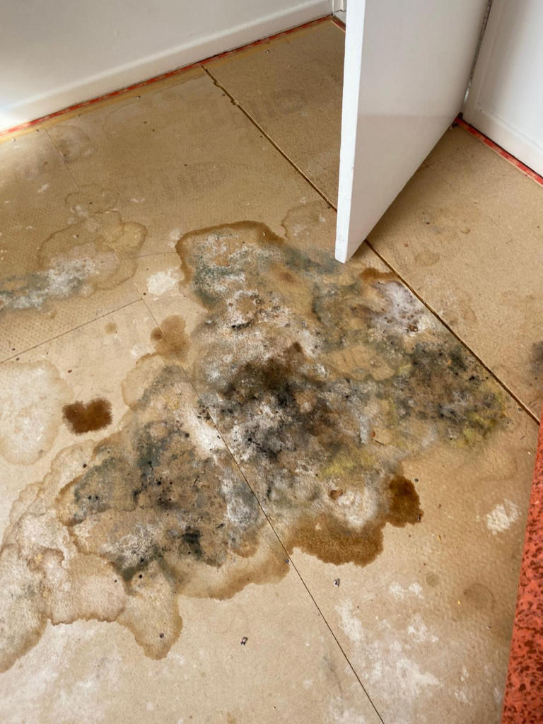 Watch: House transformed into “disgusting” kitten farm swamped with ...