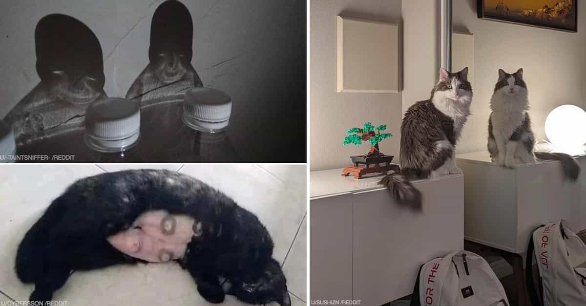 Mildly terrifying images that get creepier the longer you stare