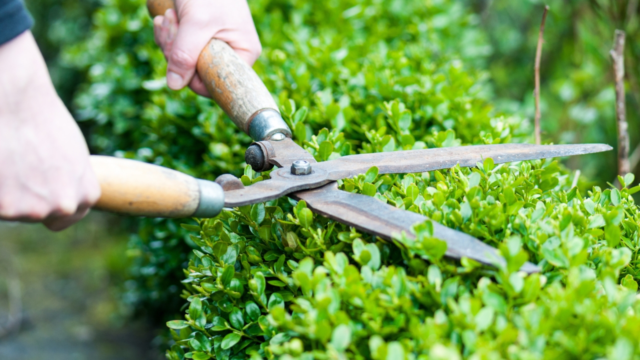 10 things you can do to fix up a neglected yard