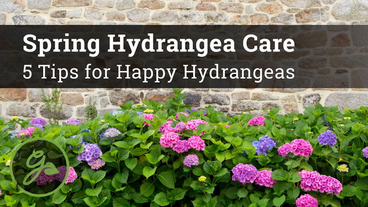Spring hydrangea care