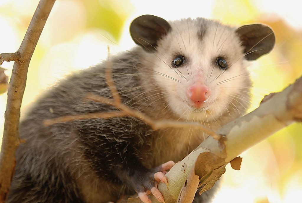 Steps to take if you discover an opossum nest in your yard