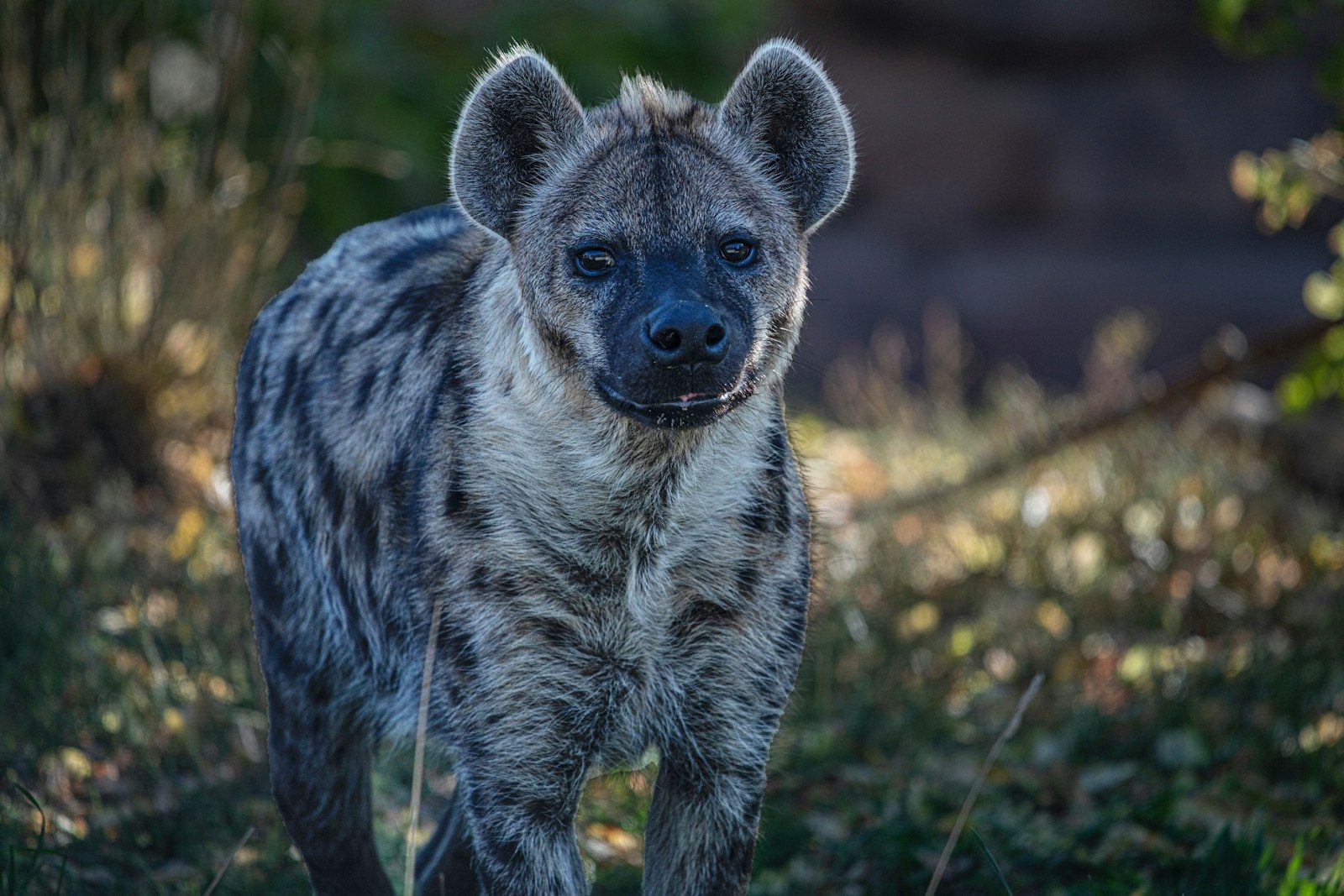 Amazing facts about hyenas