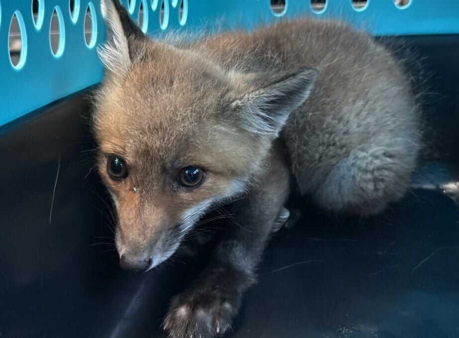 Fauquier man charged after allegedly capturing juvenile fox, trying to ...