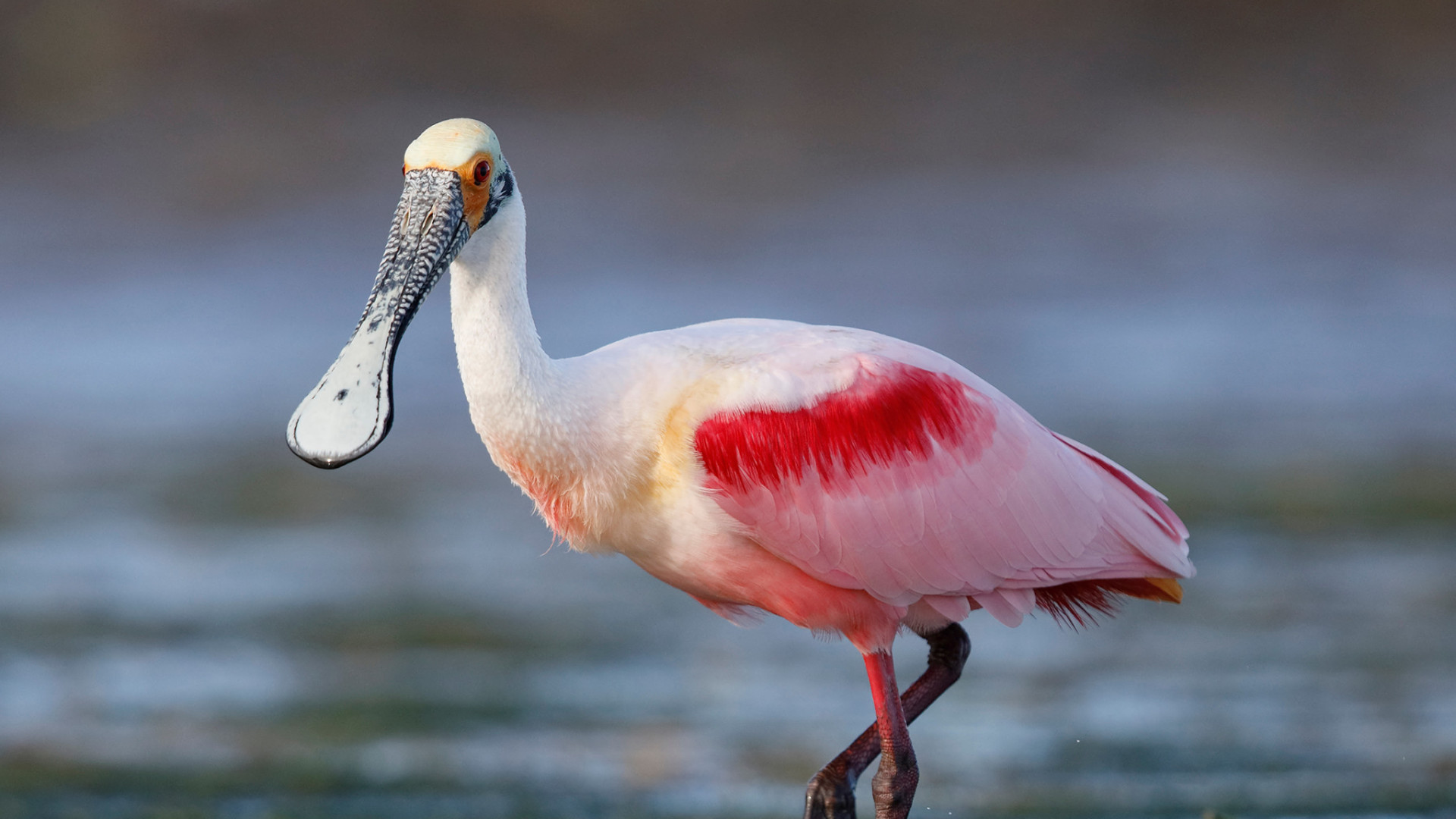 Les becs d'oiseaux les plus étranges de la nature