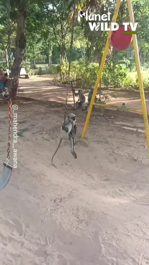 Funny moment monkey gets booted off a swing by aggressive rival