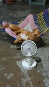 Dog beats heat in breezy hammock setup