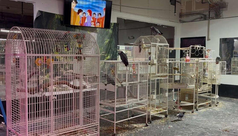 City ruling leaves dozens of endangered birds looking for a new home