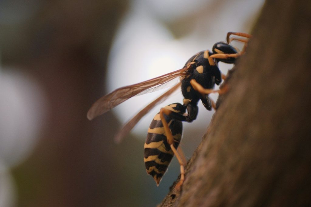What happens if you’re stung by a swarm of “murder hornets”?