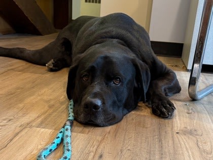 Paws and pals: Silas will be your snuggle partner