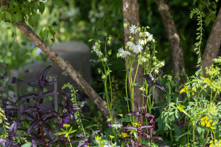 Arit Anderson's Parkinson's UK garden wins Chelsea Flower Show's People ...