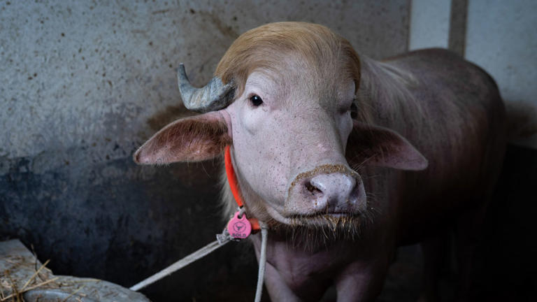 Donald Trump doppelgänger buffalo breaks the internet with matching hair