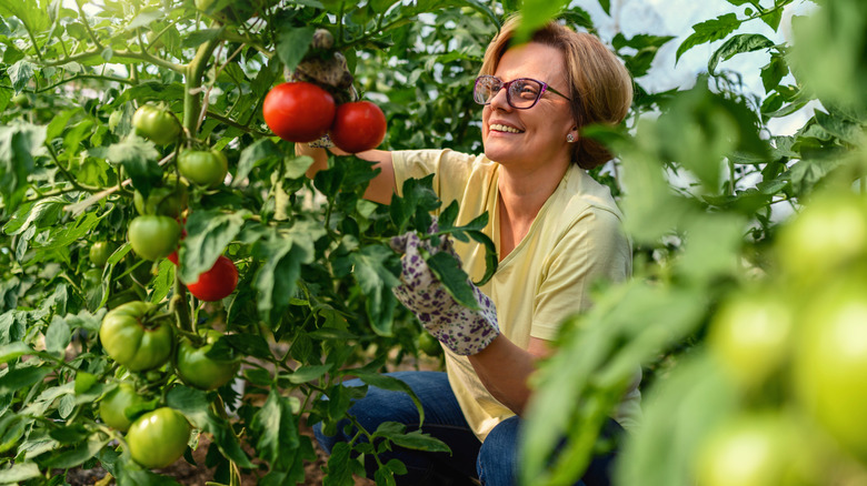 Reuse an old electric toothbrush for thriving tomato plants all summer long