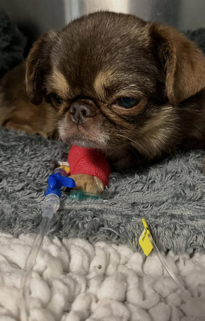 Fans of TikTok famous dog raising funds to pay for pug’s hospital bills