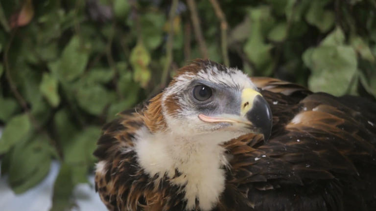 Why vets raced to return a fractured wedge-tailed eaglet to its parents ...