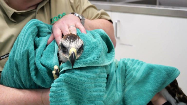 Why vets raced to return a fractured wedge-tailed eaglet to its parents ...