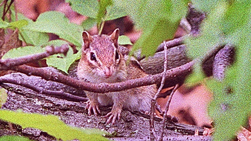 Chipmunk secrets every backyard watcher should know