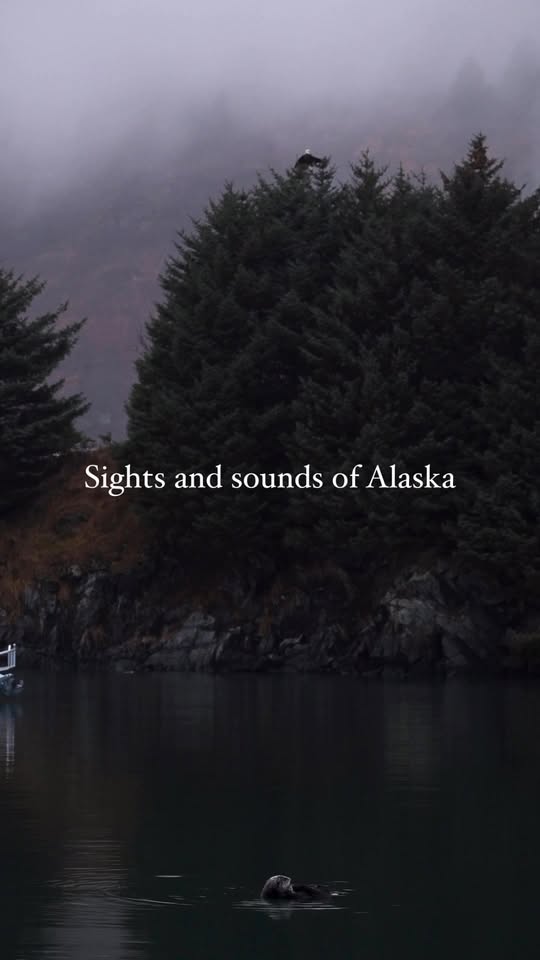 Bald eagle screech and otter serenity in the fog
