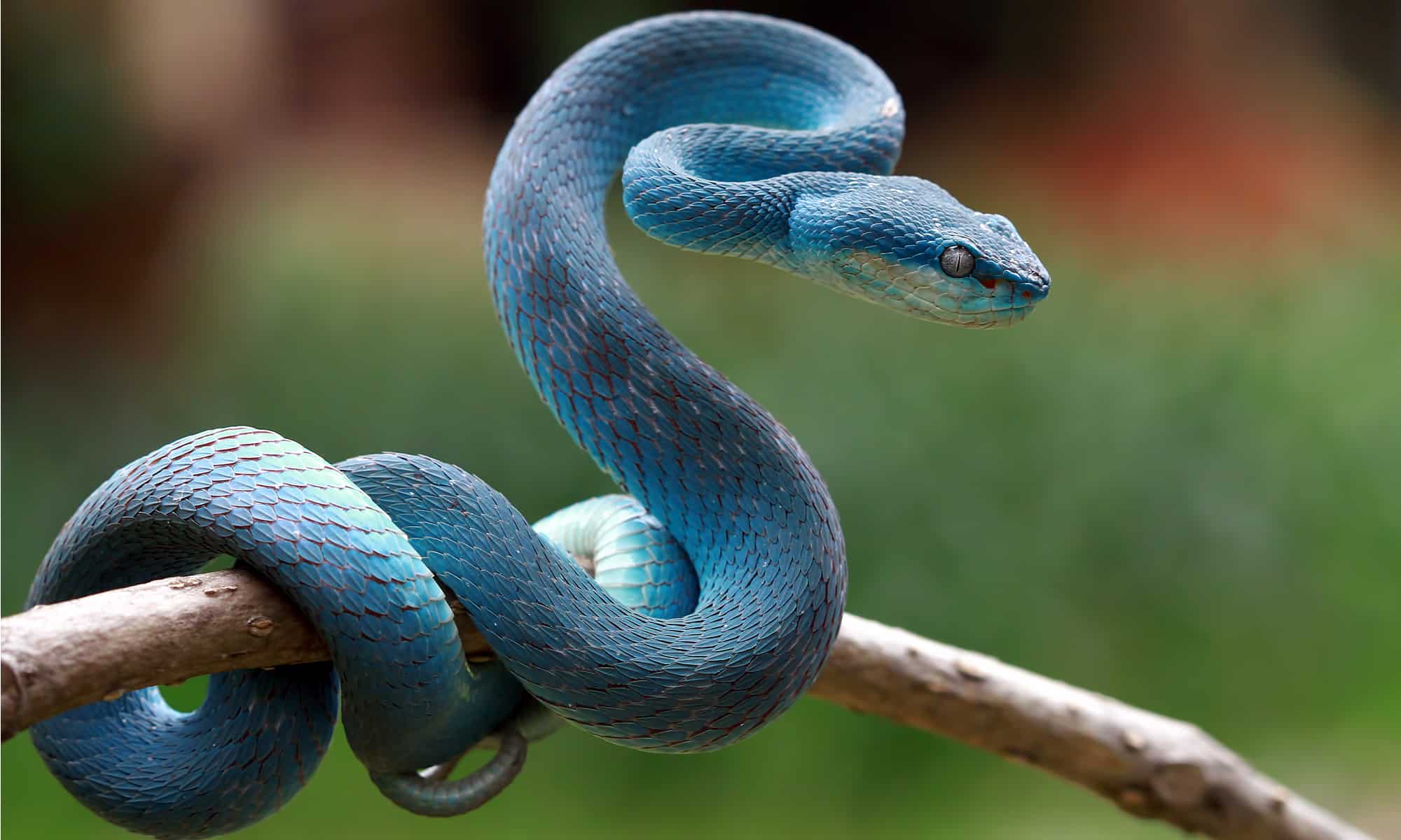 This massive viper swallows birds and rabbits whole