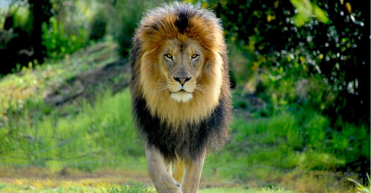 This massive prehistoric lion was nearly the size of a small car