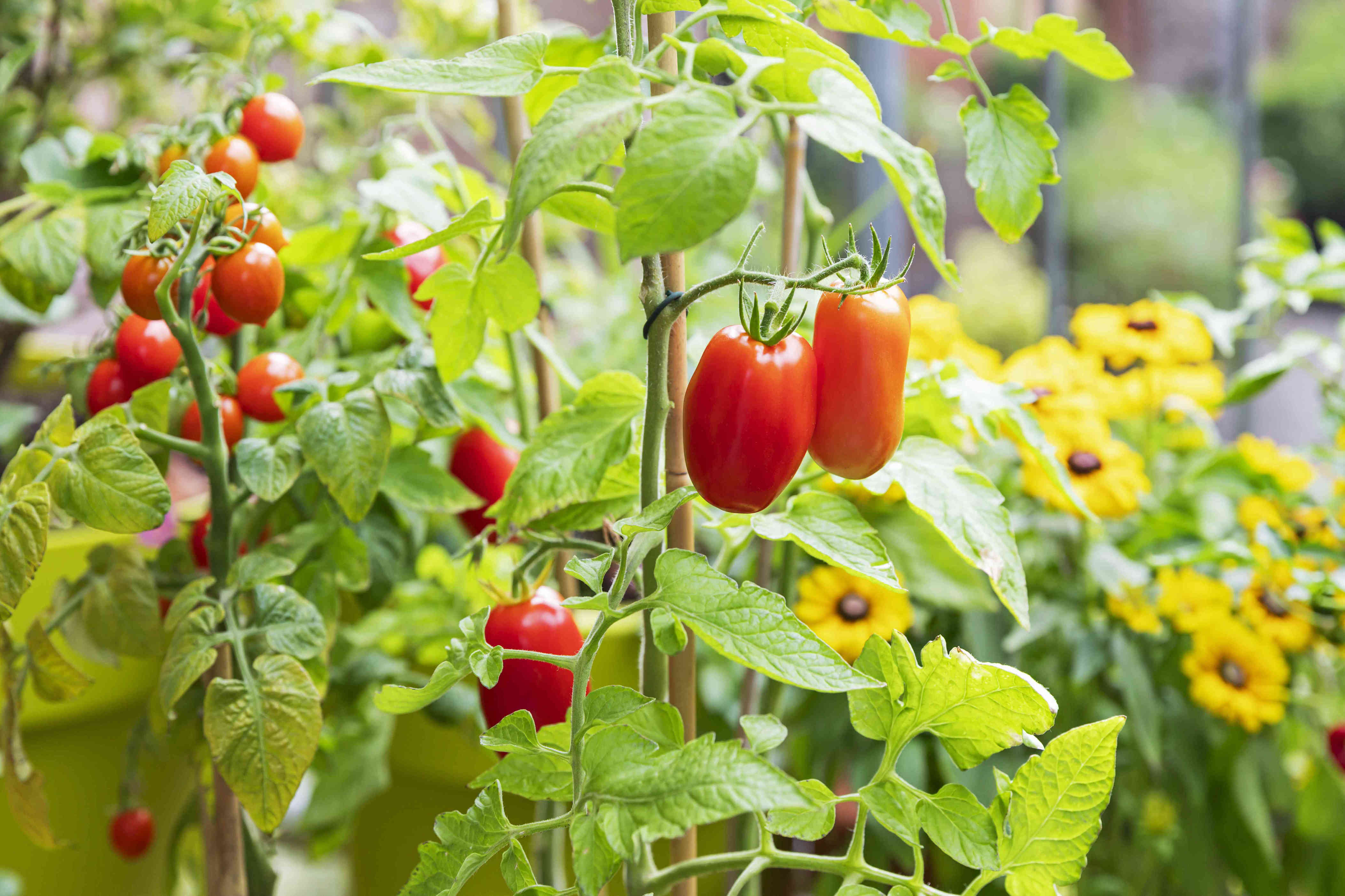 Man rips up neighbor’s tomato plants: “I told them their plants shouldn ...