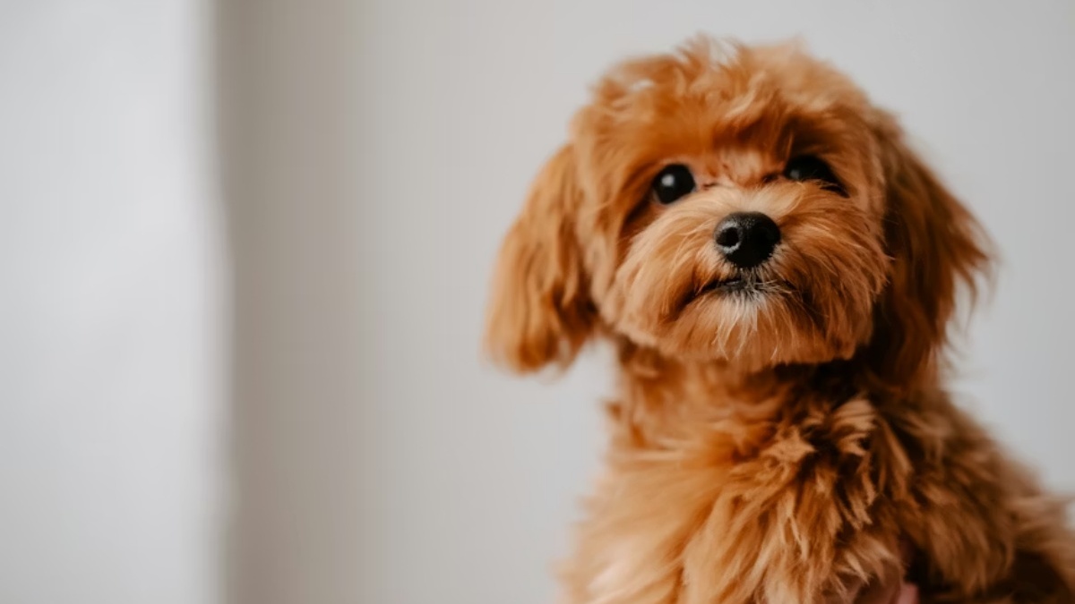 Body language that reveals a dog no longer wants your affection