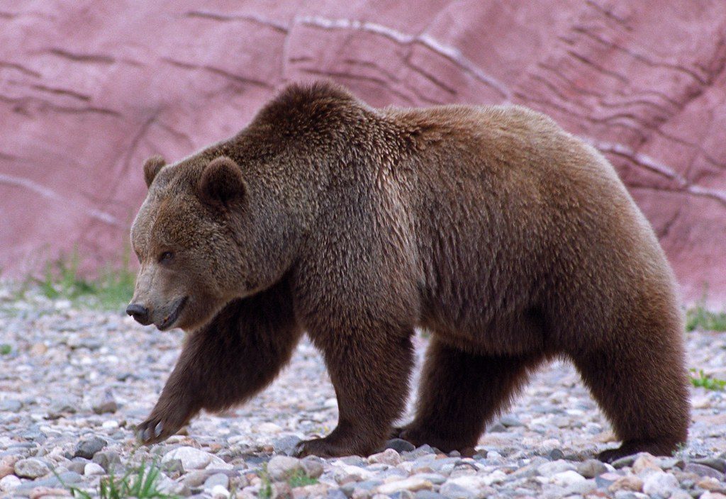 A grizzly bear attacks a hunter and his young son near Ashton and dies ...