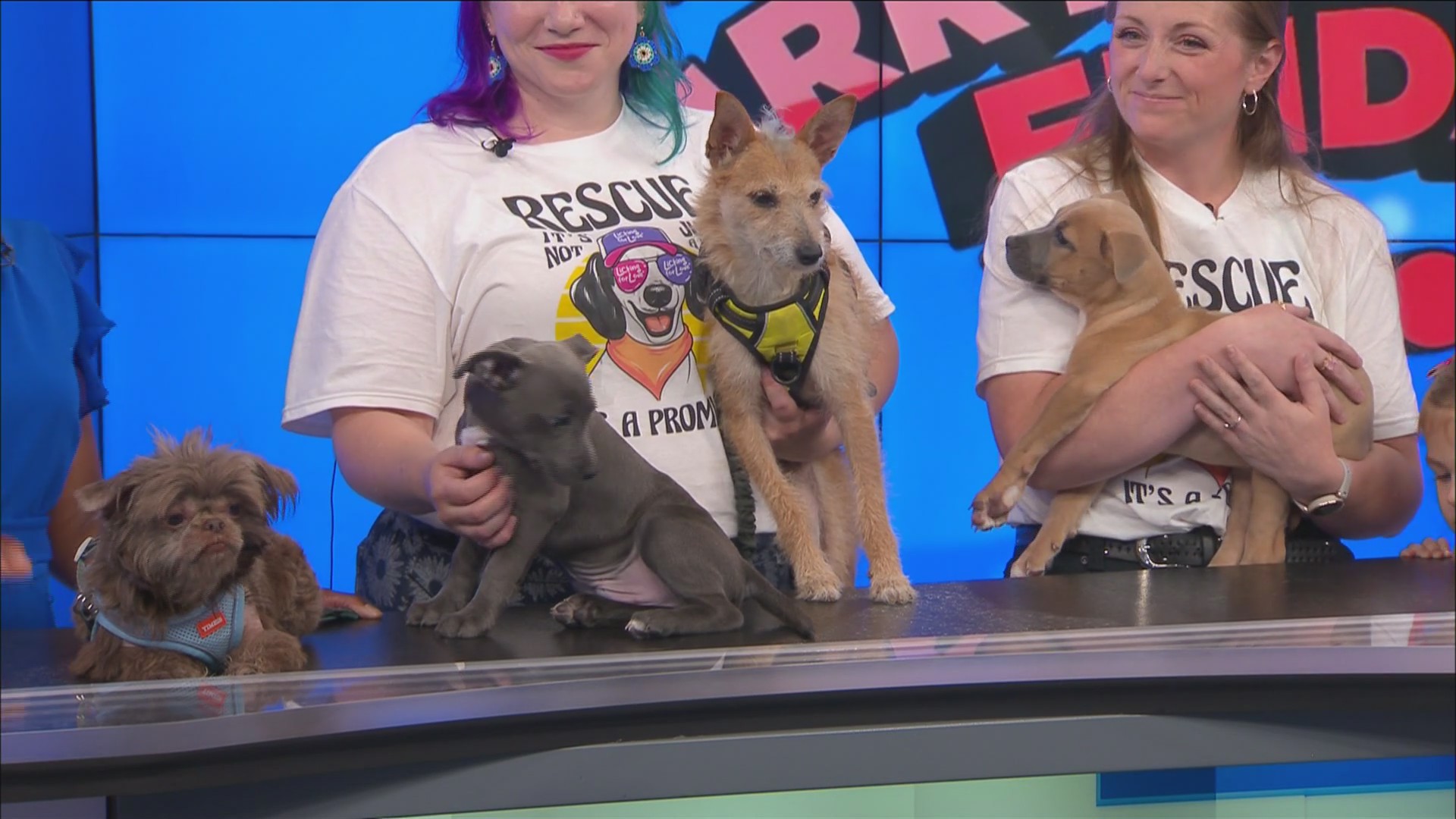 Furry Friends Friday - Meet Pepe, Ruger, Alexander and Bridget