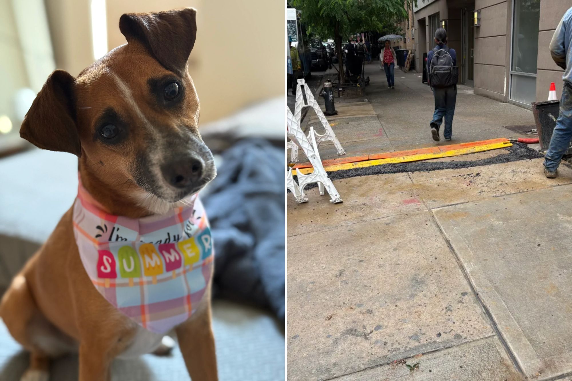 NYC dog electrocuted by ConEd live wires days after grandmother killed ...