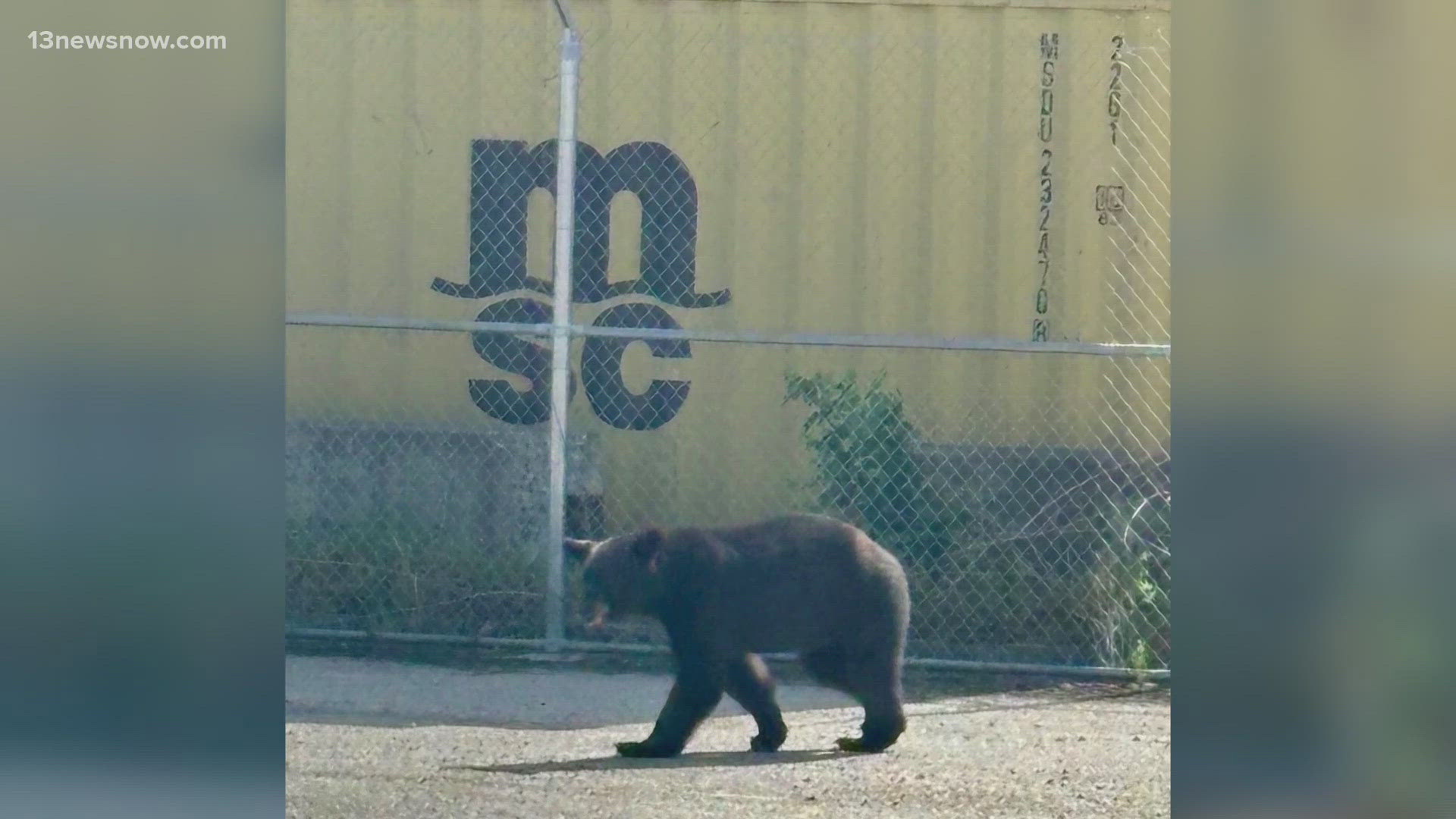 Bear spotted at Portsmouth Marine Terminal