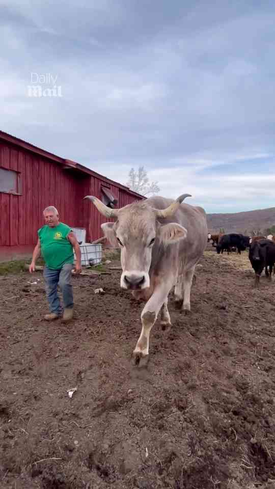 Massive ox towers over farmers in jaw-dropping scene