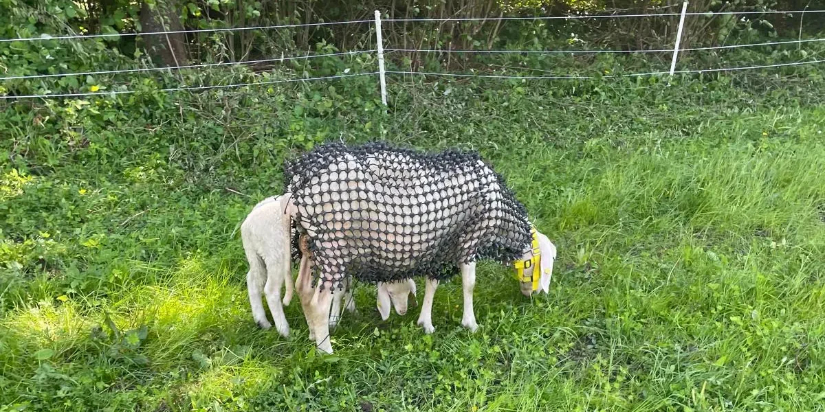 Kuriose Innovation in Kärnten: Schaf testet „Rüstung“ gegen Wolf