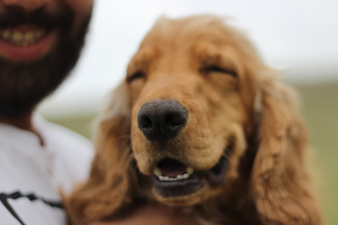 12 signs your dog is living its best life