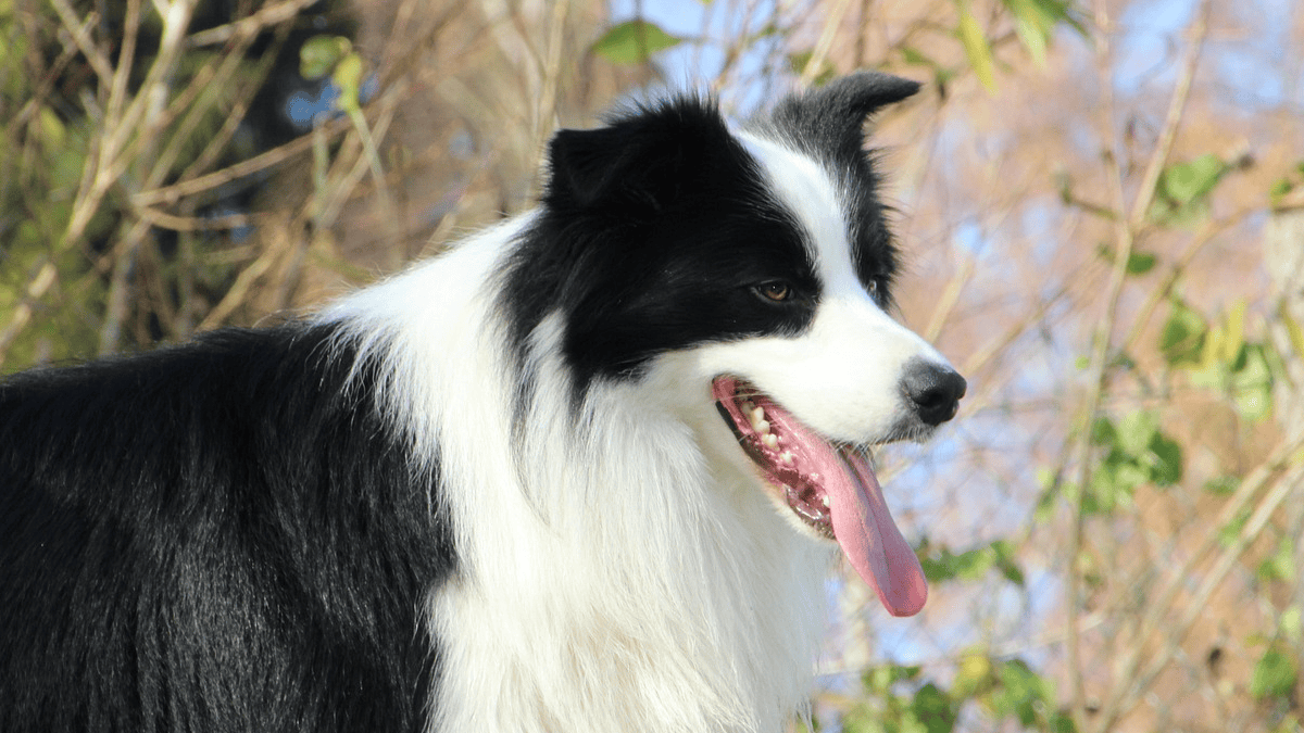 How to make your dog's coat look softer, shinier, and healthier