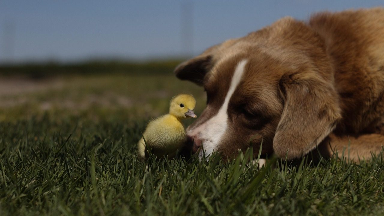 A bossy duck and a dog form an unexpected farm friendship