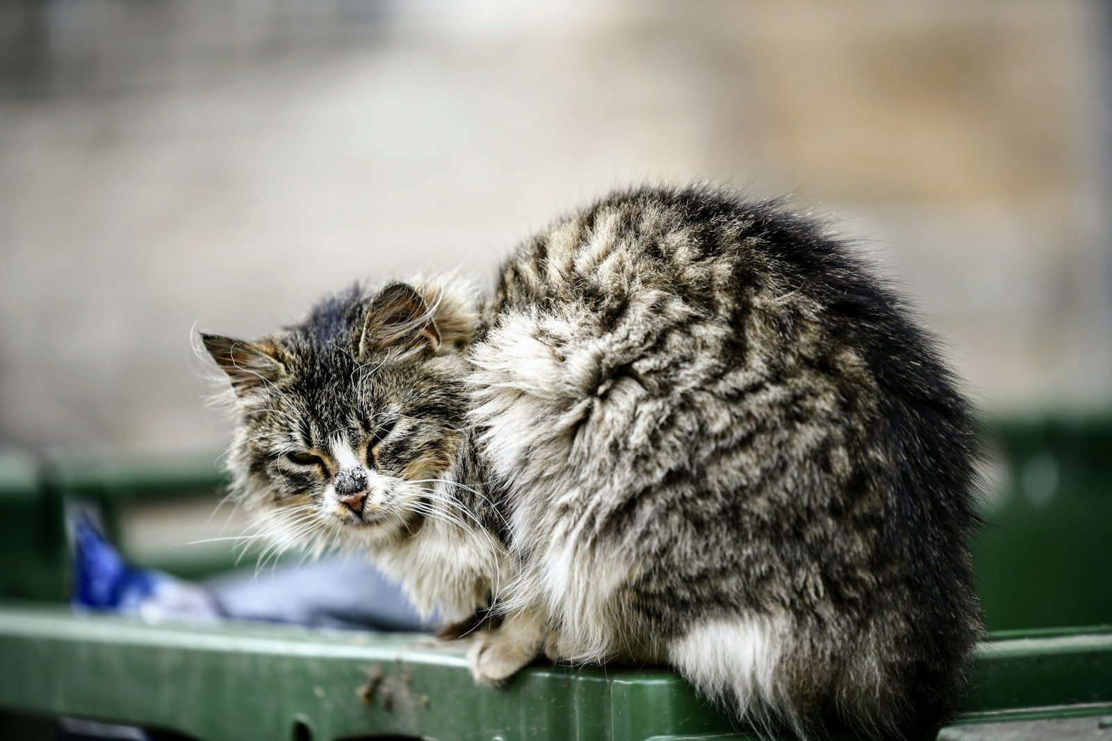 How a freezing kitten found a warm second chance