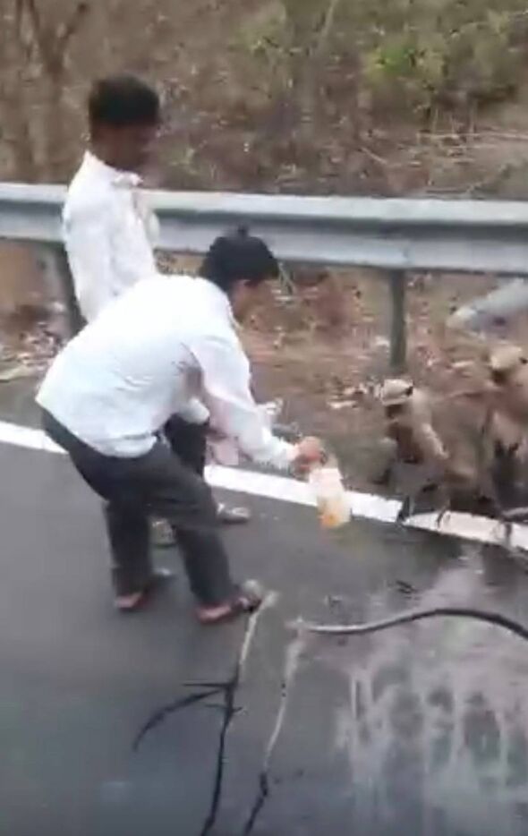 Monkey 'pirates' block bus in India heatwave until passengers hand over ...