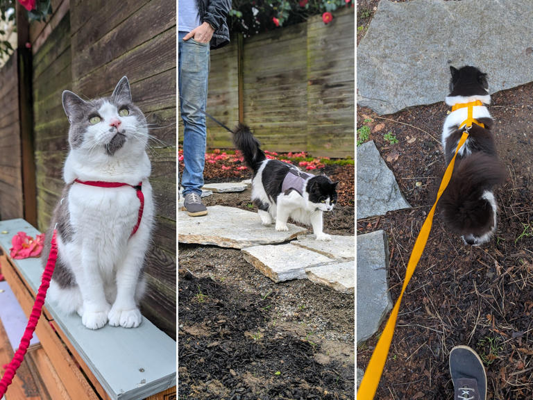 The best cat harnesses