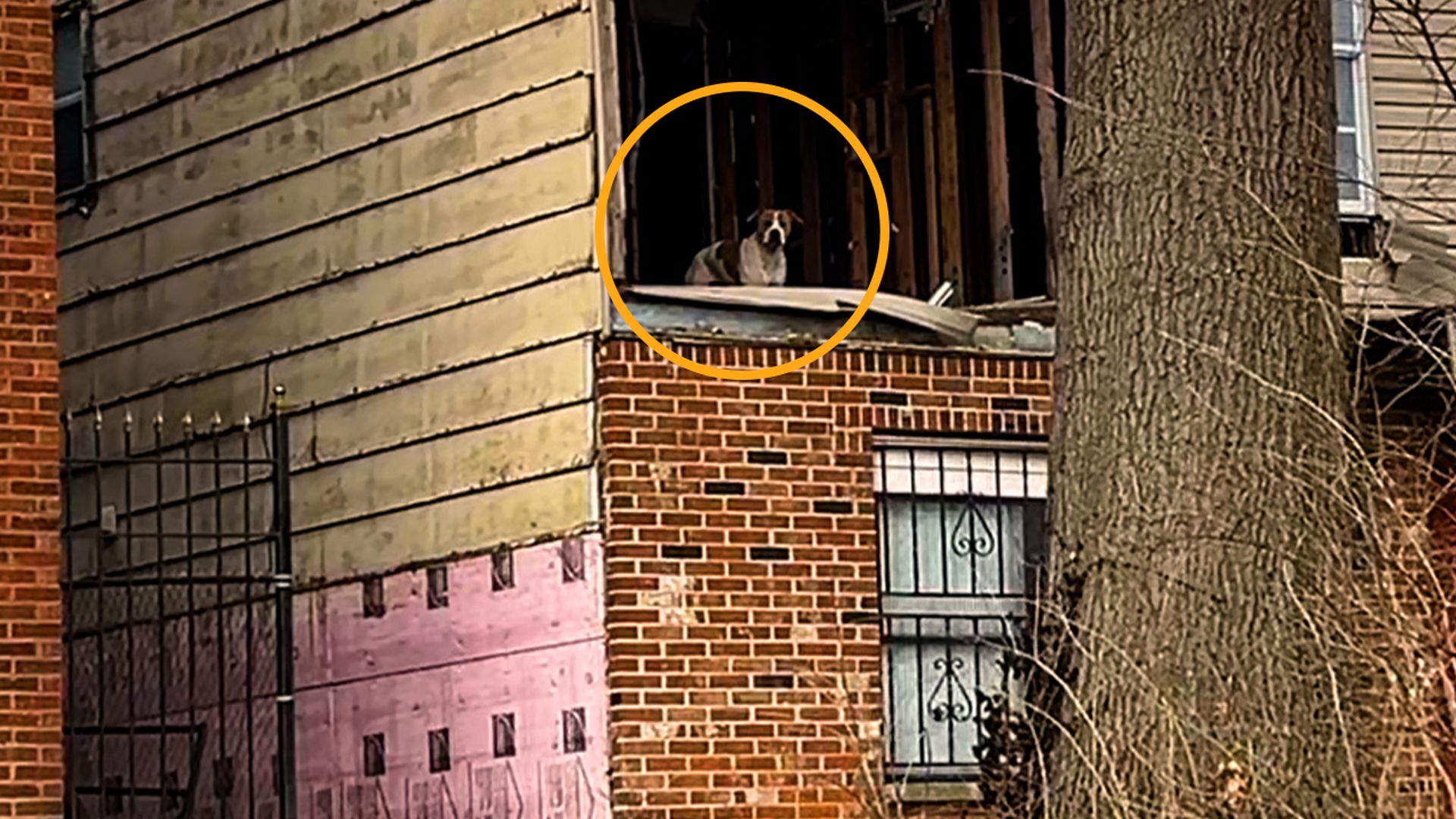 Pittie was alone in an abandoned house as a snow storm closed in