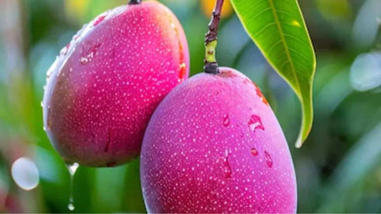 World's most expensive Miyazaki mango: Rs 50,000 a fruit