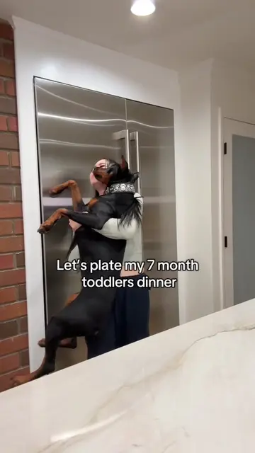 Plating a gourmet raw dinner for my 7 month old Doberman
