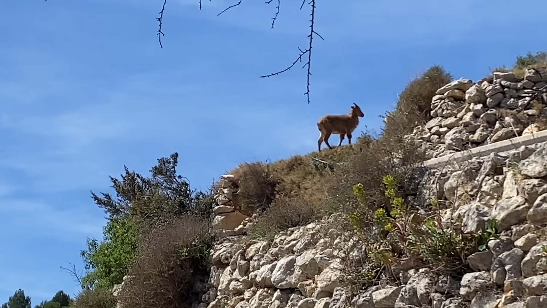Baby mouflon eating Emilia’s flowers