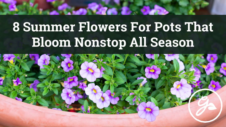 8 summer flowers for pots that bloom nonstop all season