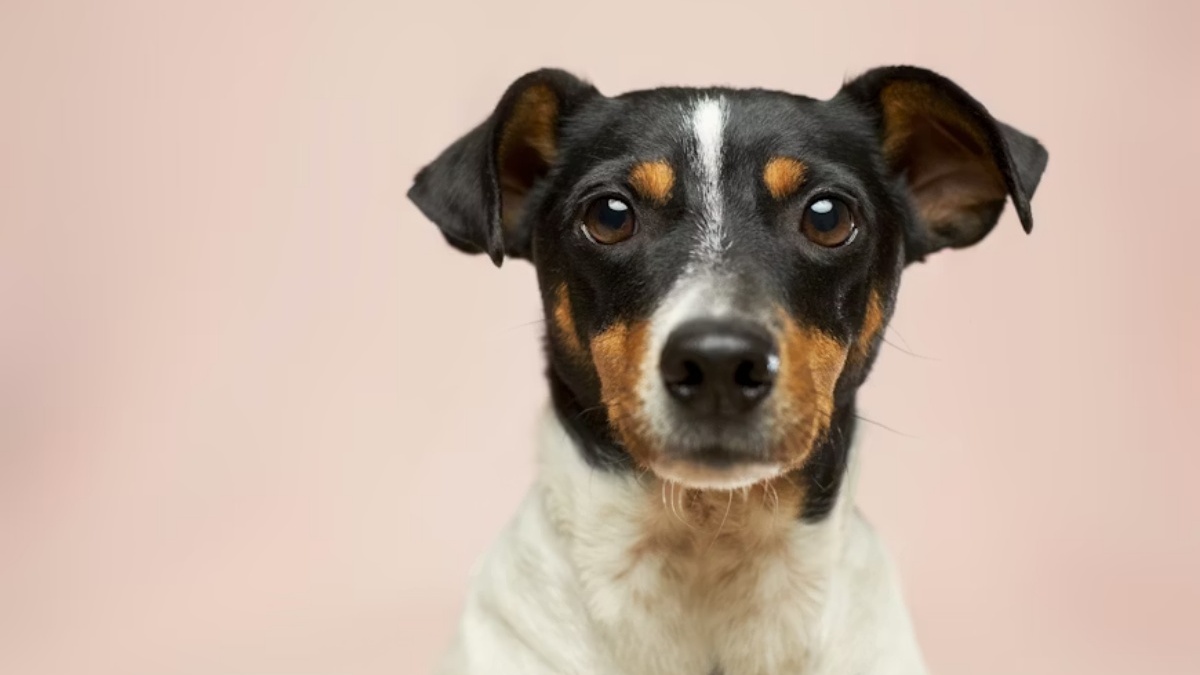 Why does your dog always sniff? The reason is more important than you ...