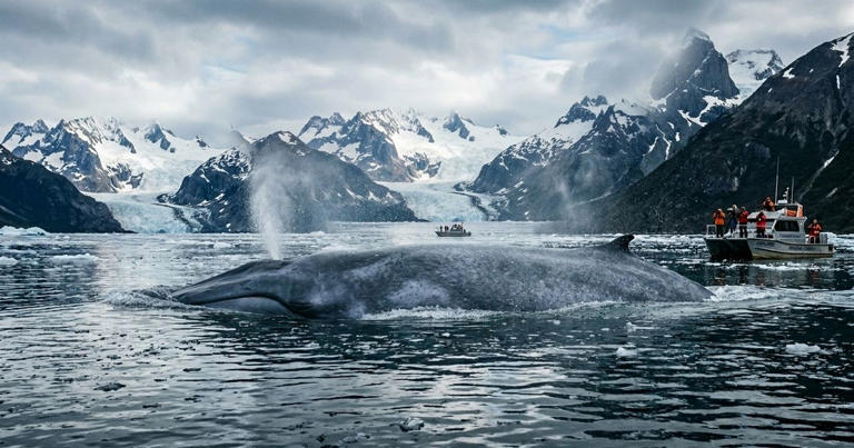 Recorde sem precedentes: este é o espécime do maior animal do mundo e ...