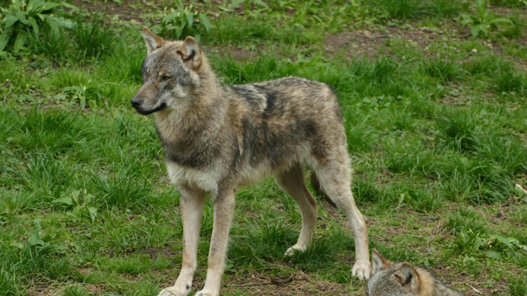 A six-year global study just found most wild animals change how they ...
