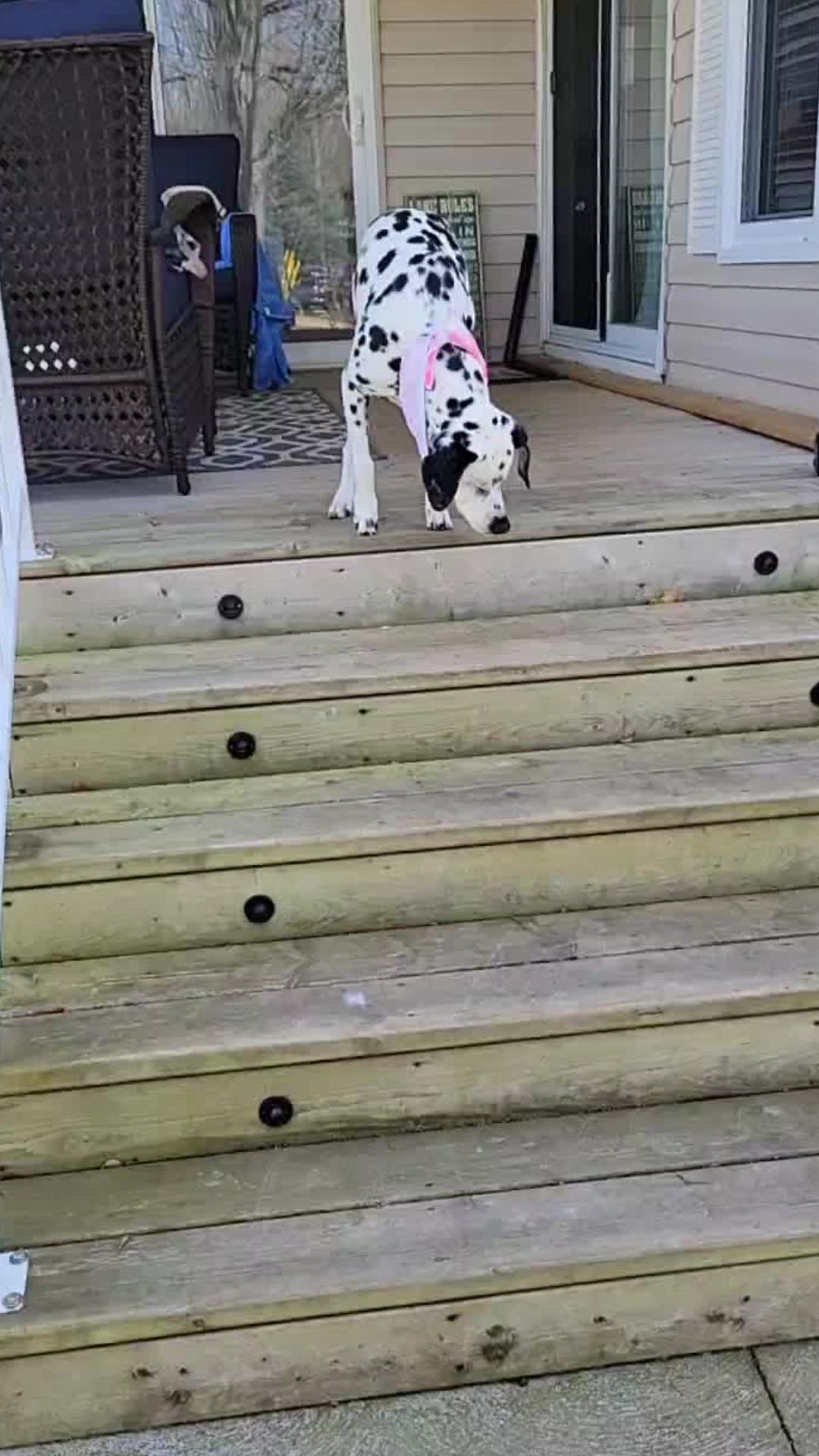 Morla goes down the stairs: Cute dog moment