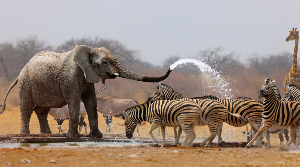 16 funny names for groups of animals that are real
