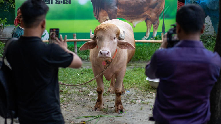 Donald Trump doppelgänger buffalo breaks the internet with matching hair