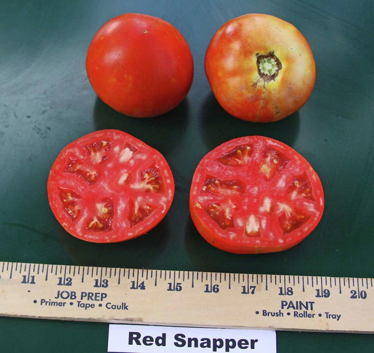 Texas gardeners begin harvesting tomatoes, onions and spring vegetables